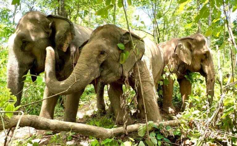 7 Ethical Elephant Sanctuaries in Thailand: A Guide for Responsible ...